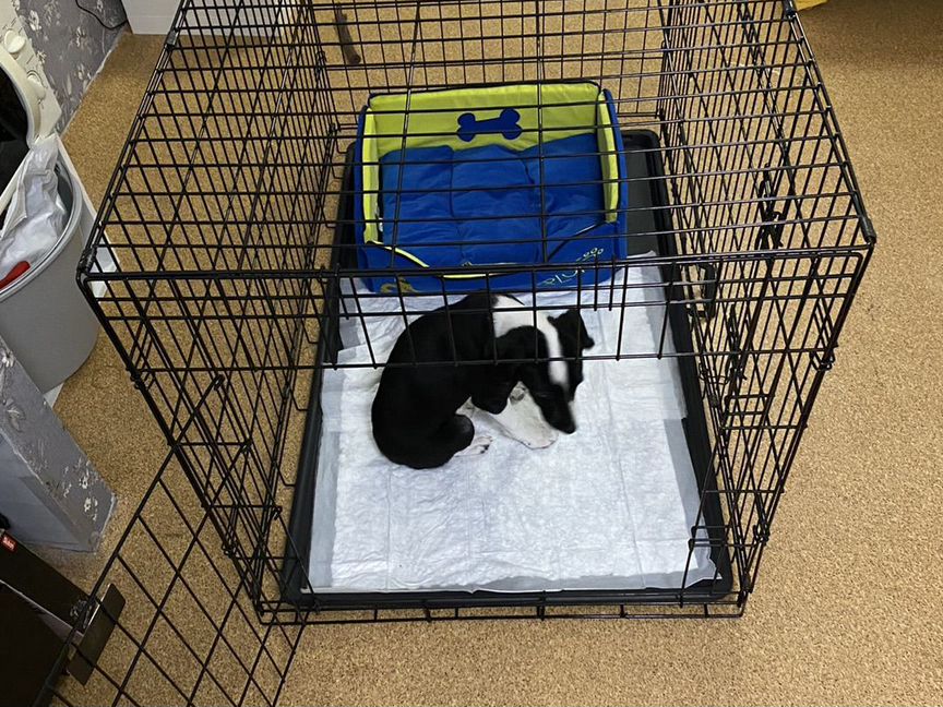 Собачья клетка