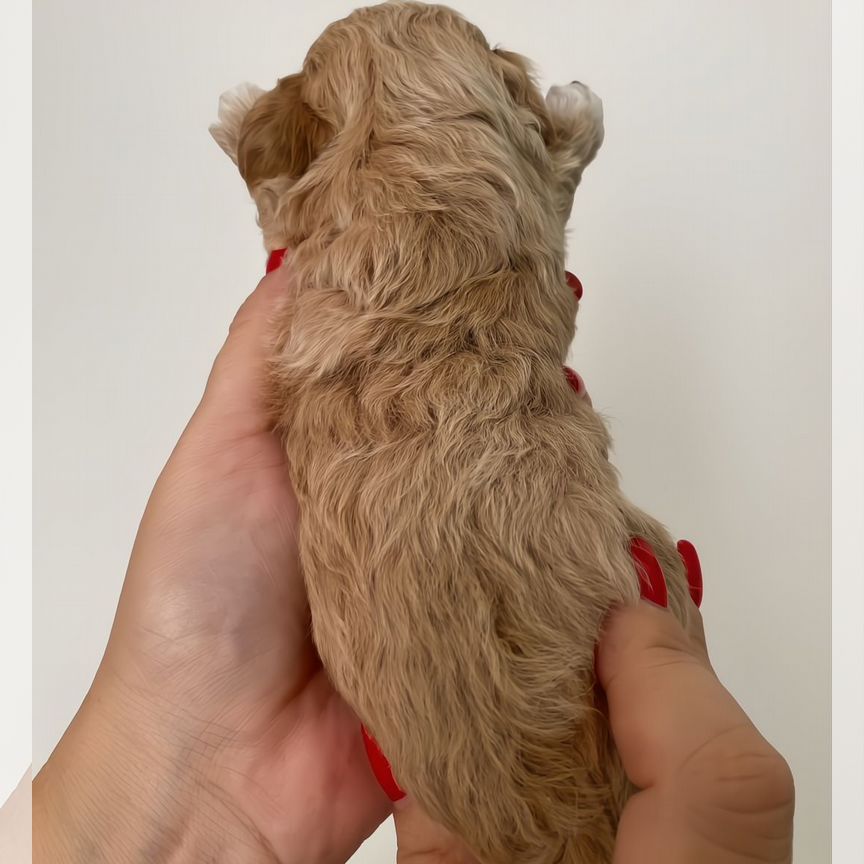 Мальтипу, щенок