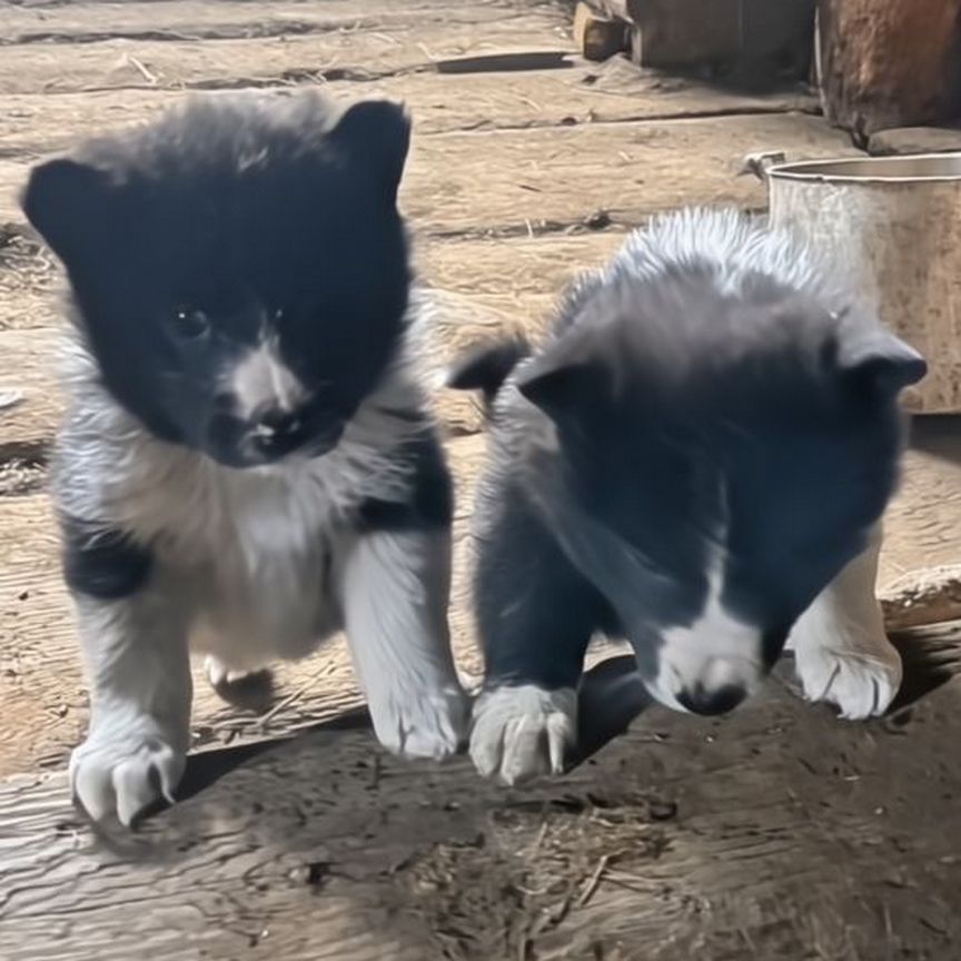 Русско-европейская лайка, щенок