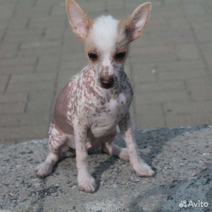 Детки ксоло