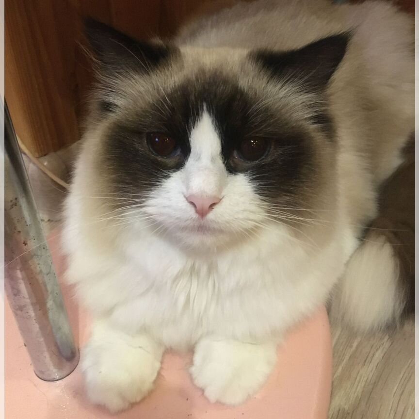 Кот регдолл