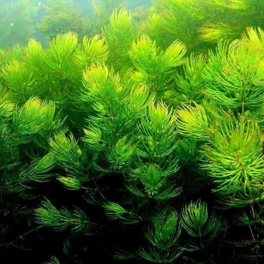 Аквариумные растения