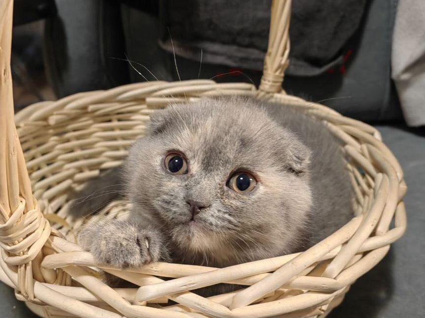 Шотландская вислоухая