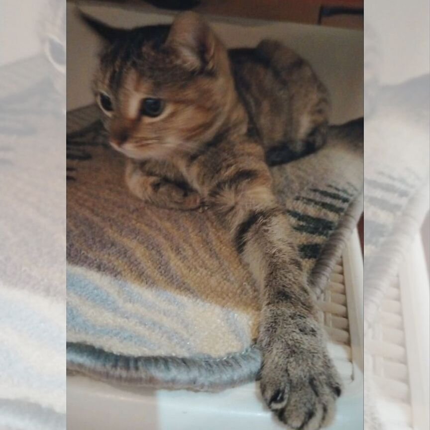 Кошечка в добрые руки бесплатно