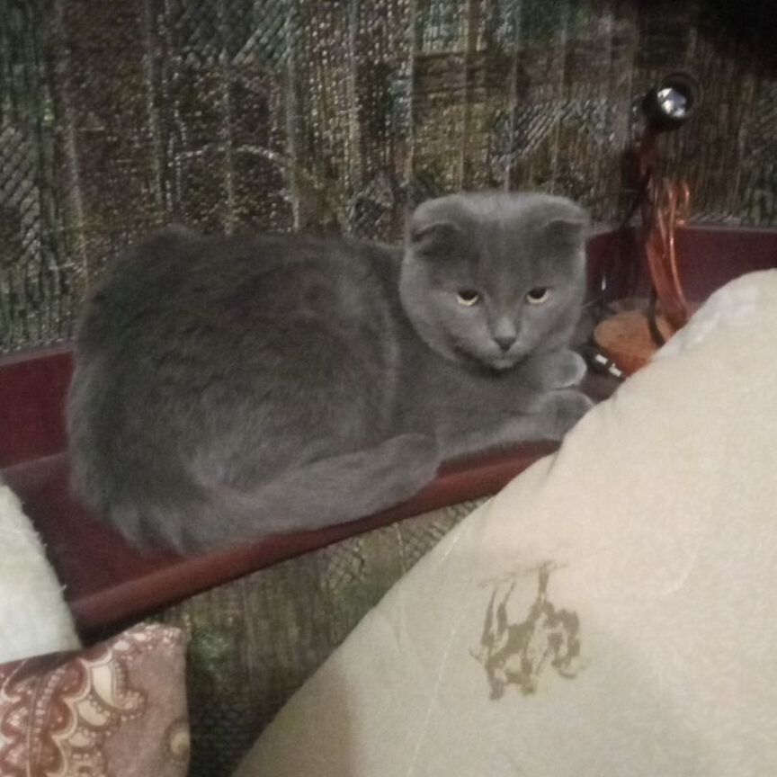 Домашние животные бесплатно