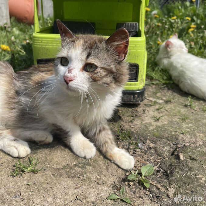 Кошечка Моська в добрые руки