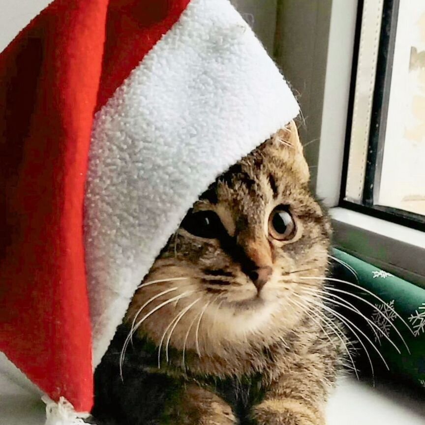 Котенок в добрые руки