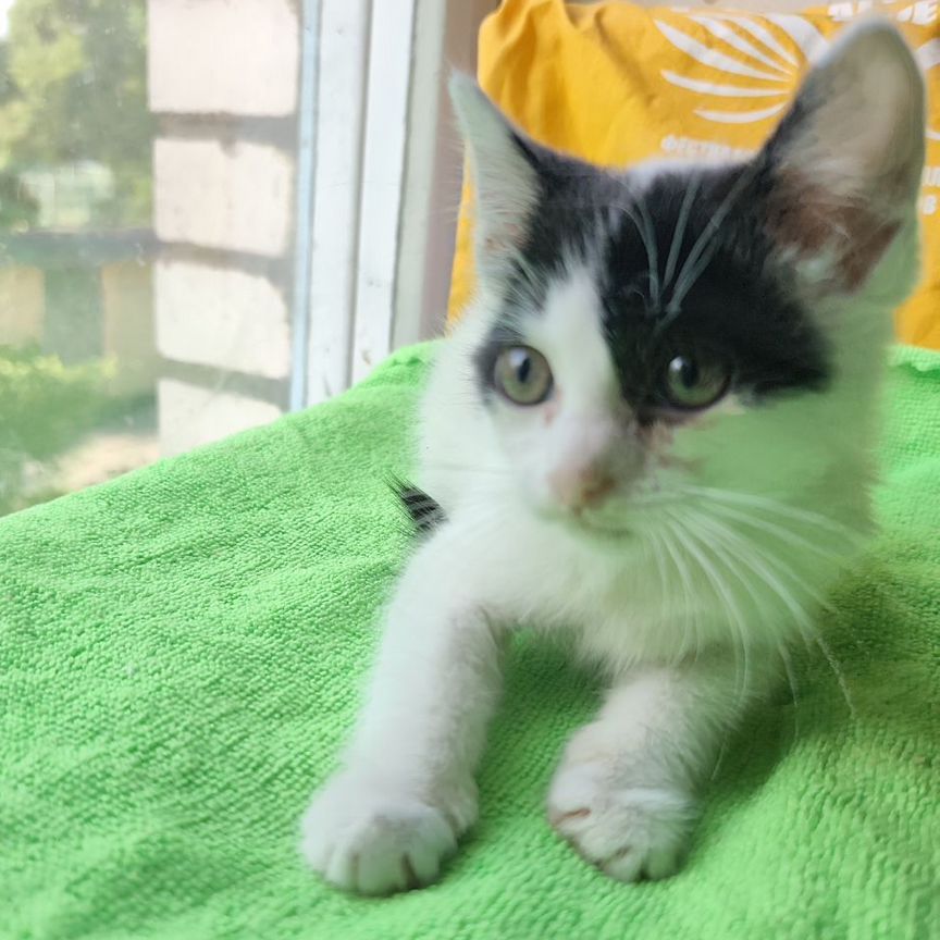 Котёнок в добрые руки