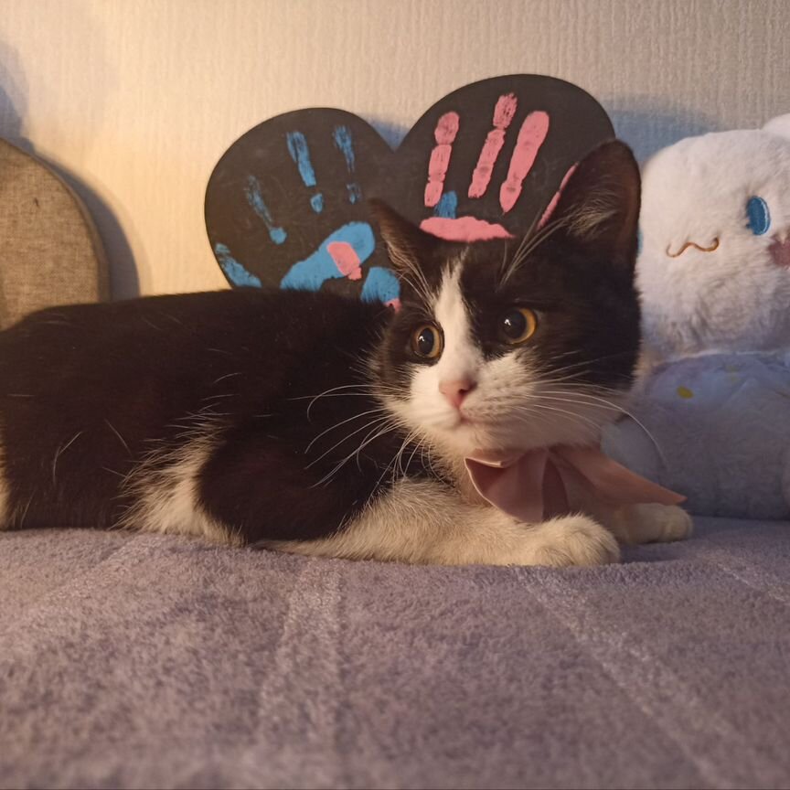 Котята в добрые руки