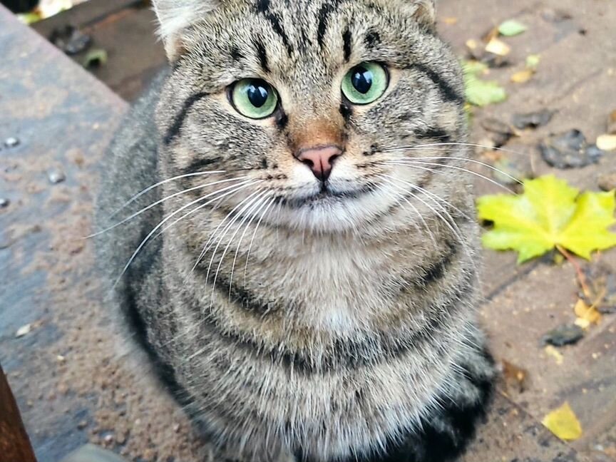 Кот ищет дом