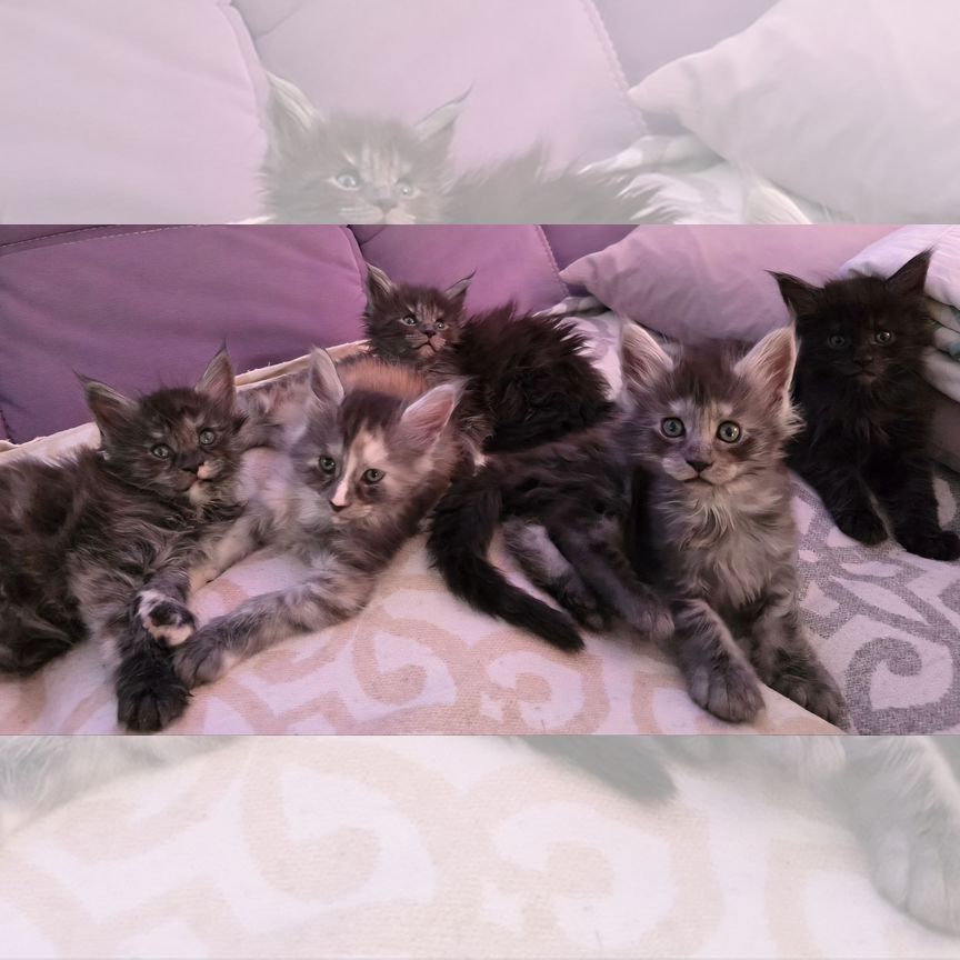 Мейн-кун котёнок