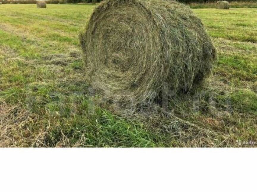 Продам сено в рулонах