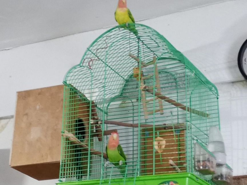 Попугай неразлучники с клеткой