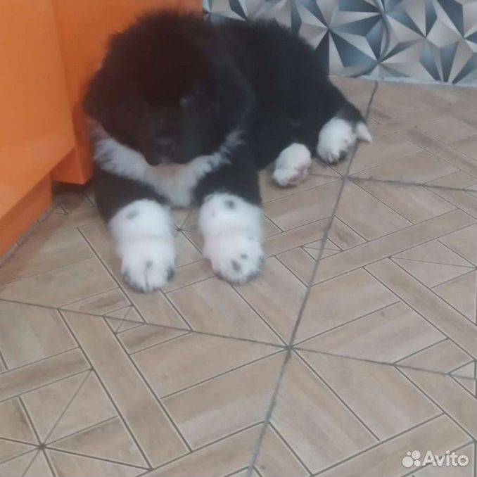 Вязка ньюфаундленд