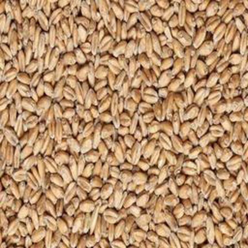 Зерно,ячмень