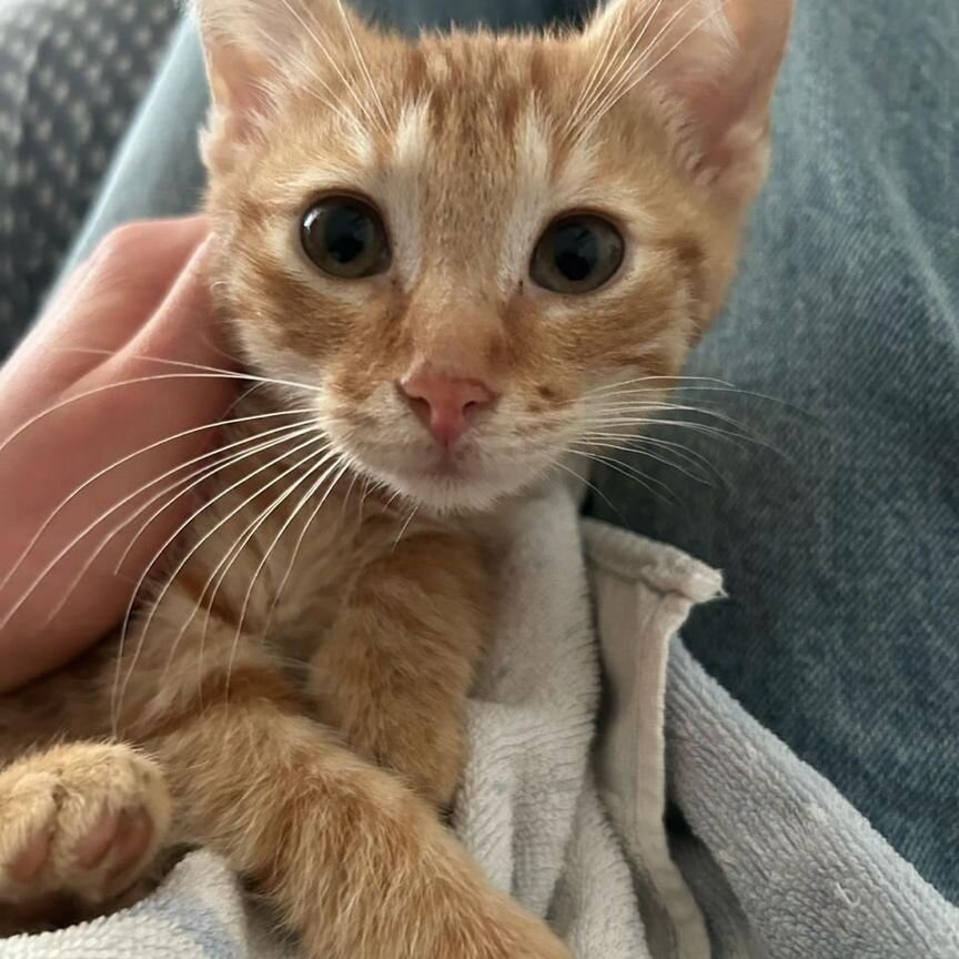 Котята в добрые руки бесплатно