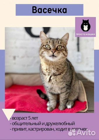 Котодети из приюта ищут своих родителей