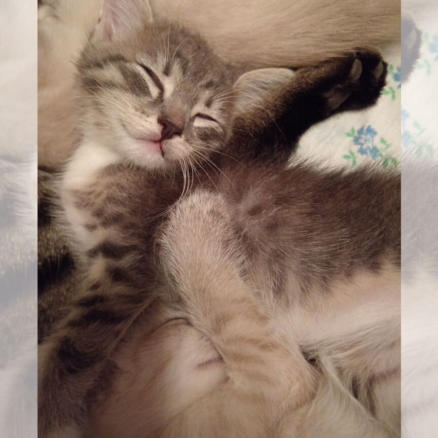 Отдам красивых милых котят