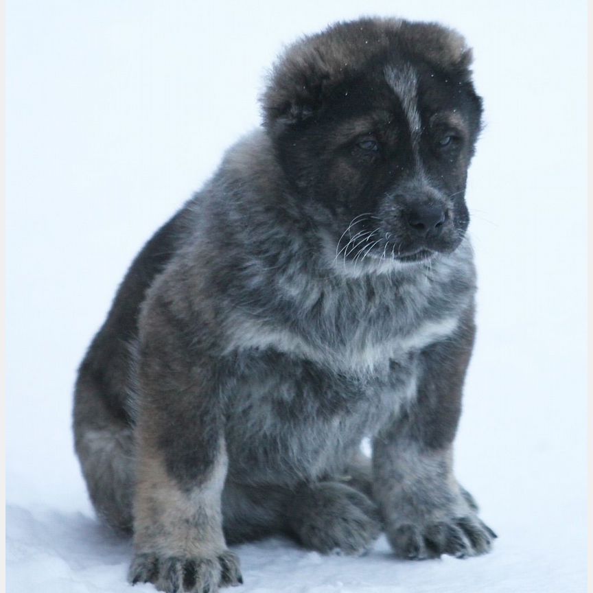 Мальчик Сао