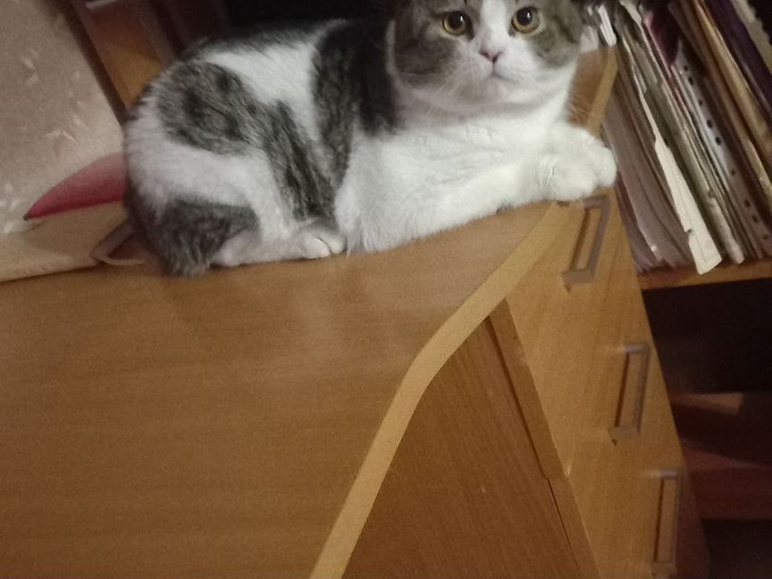 Шотланский вислоухий кот