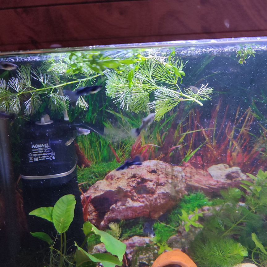 Аквариумные рыбки гуппи