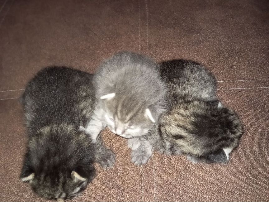 Котята в добрые руки бесплатно