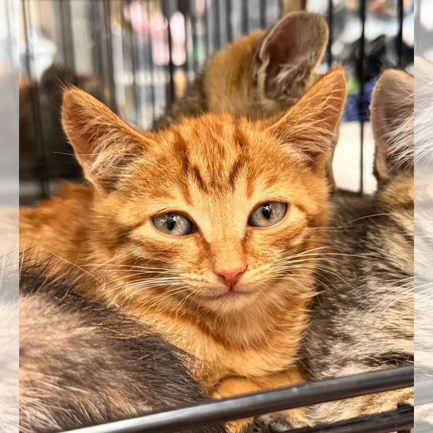 Рыжий котенок девочка