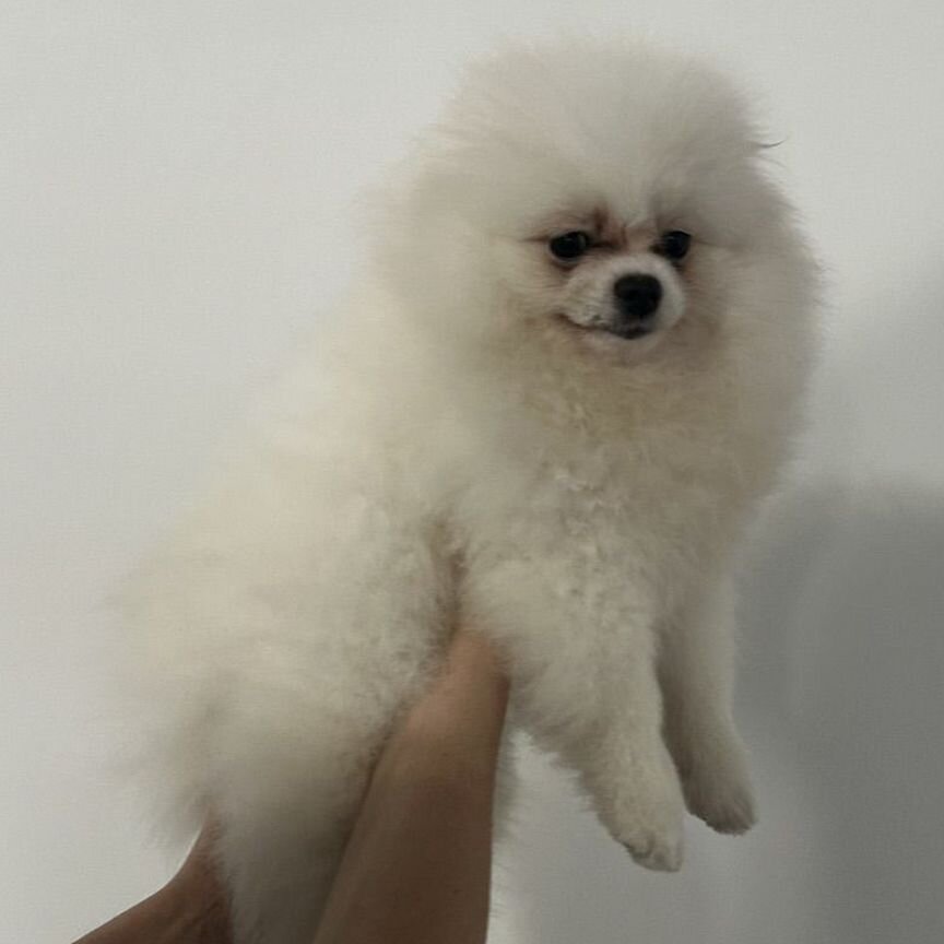 Померанский шпиц, щенок