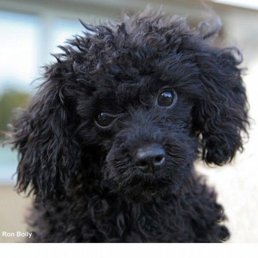 Той-пудель, щенок