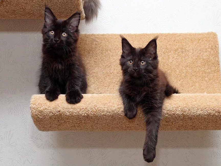 Котята мейн-кун