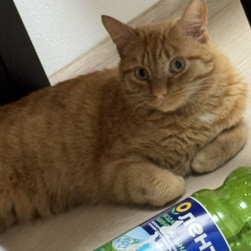 Взрослый кот в добрые руки