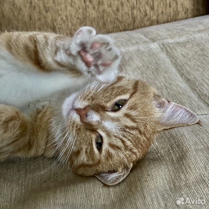 Котик Ларри