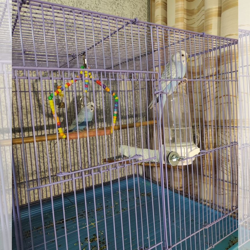 Волнистый попугай с клеткой