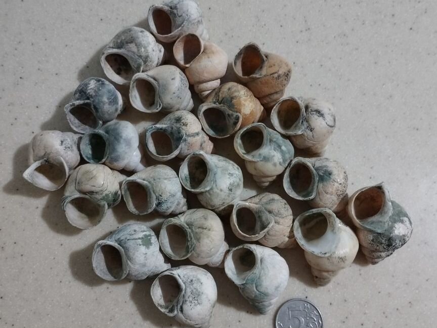 Ракушки neothauma tanganyicense для лампрологусов