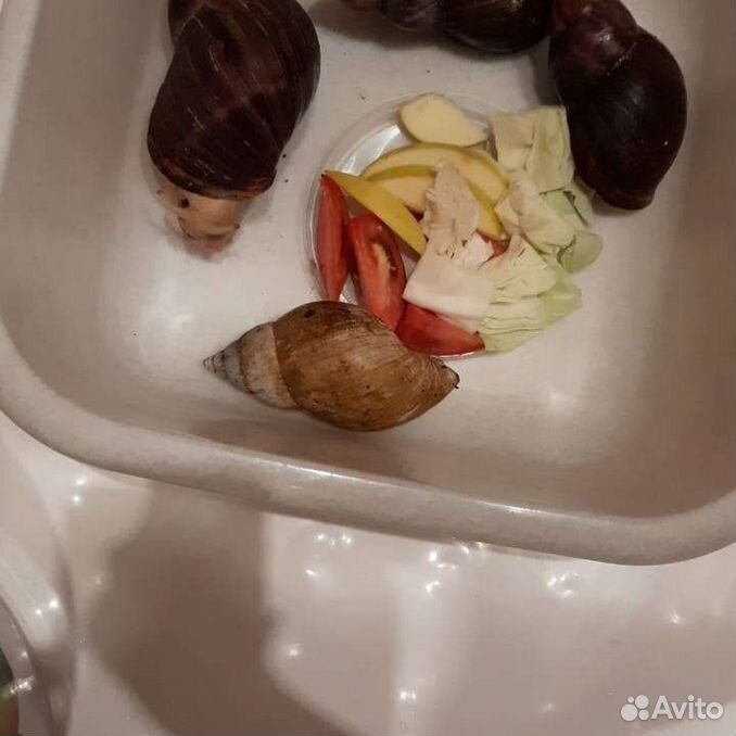 Декоративные улитки