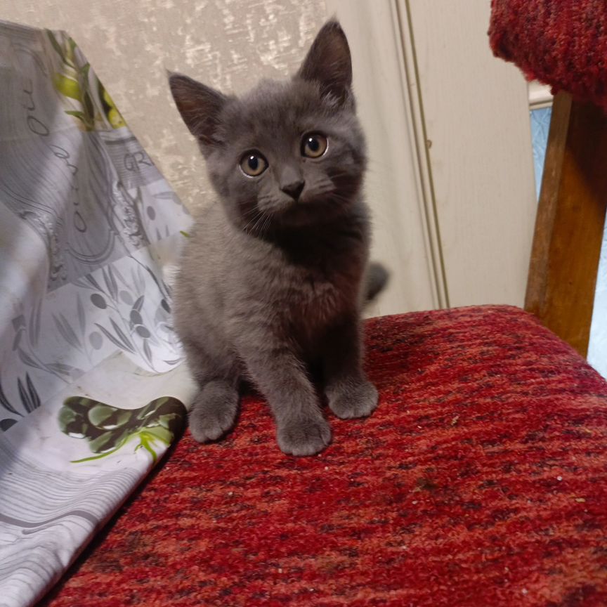 Британский короткошёрстный котёнок