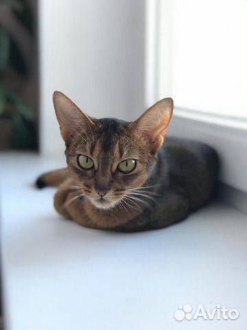 Абиссинская кошка