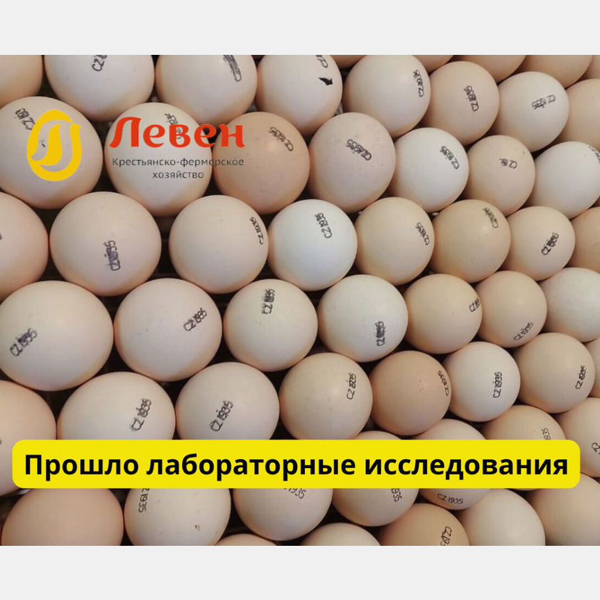 Инкубационное яйцо бройлера из Европы