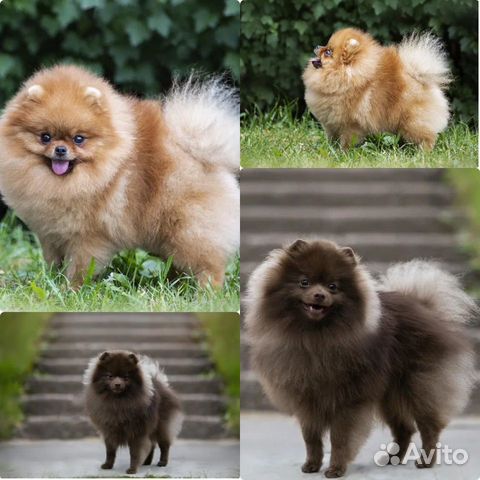 Предлагаются кобели для вязки