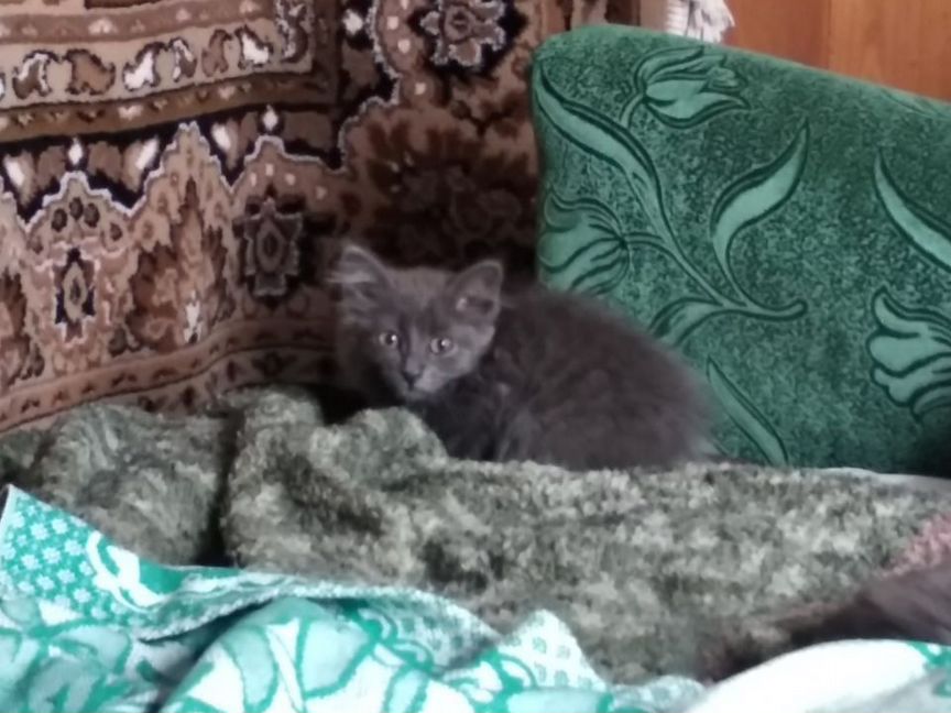 Серый дымчатый котенок (девочка кошка)