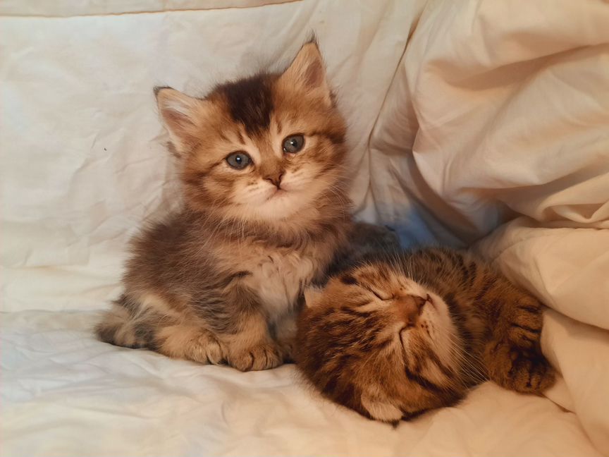 Шотландская вислоухая,котята скотиш фолд