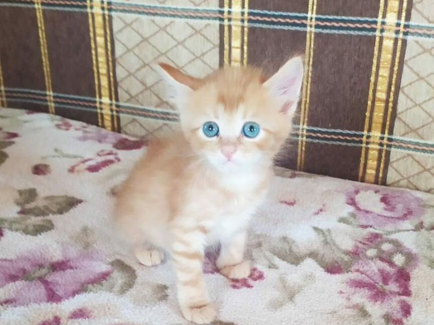 Рыжие милаши в хорошие ручки