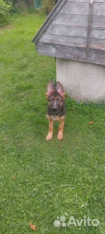 Чистокровная девочка Немецкой овчарки