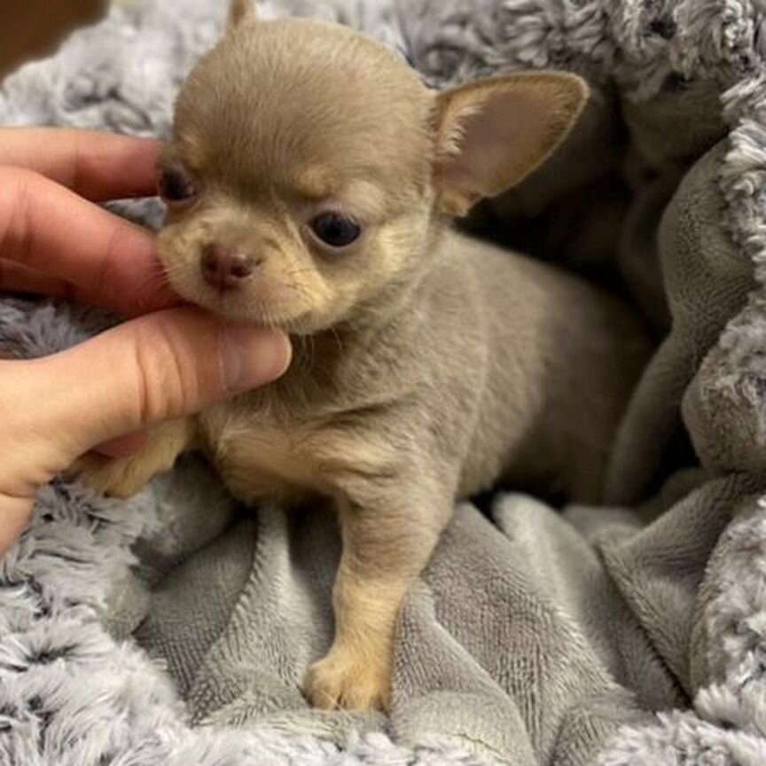 Щенки чихуахуа