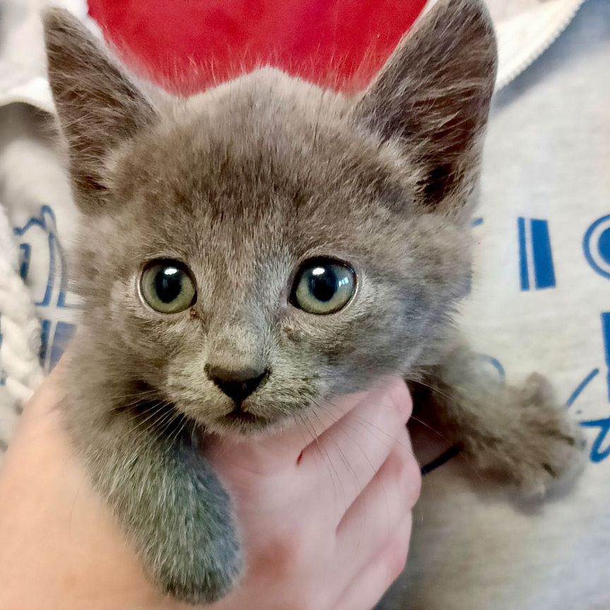 Русский голубой котёнок