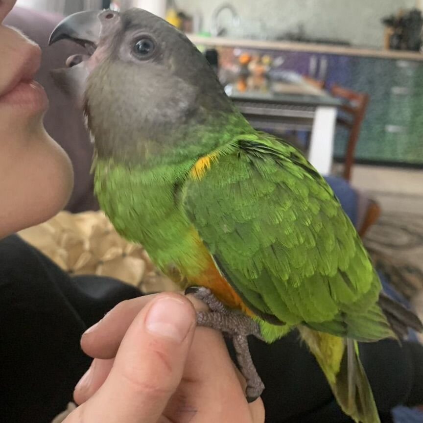 Синегальский попугай выкормыш