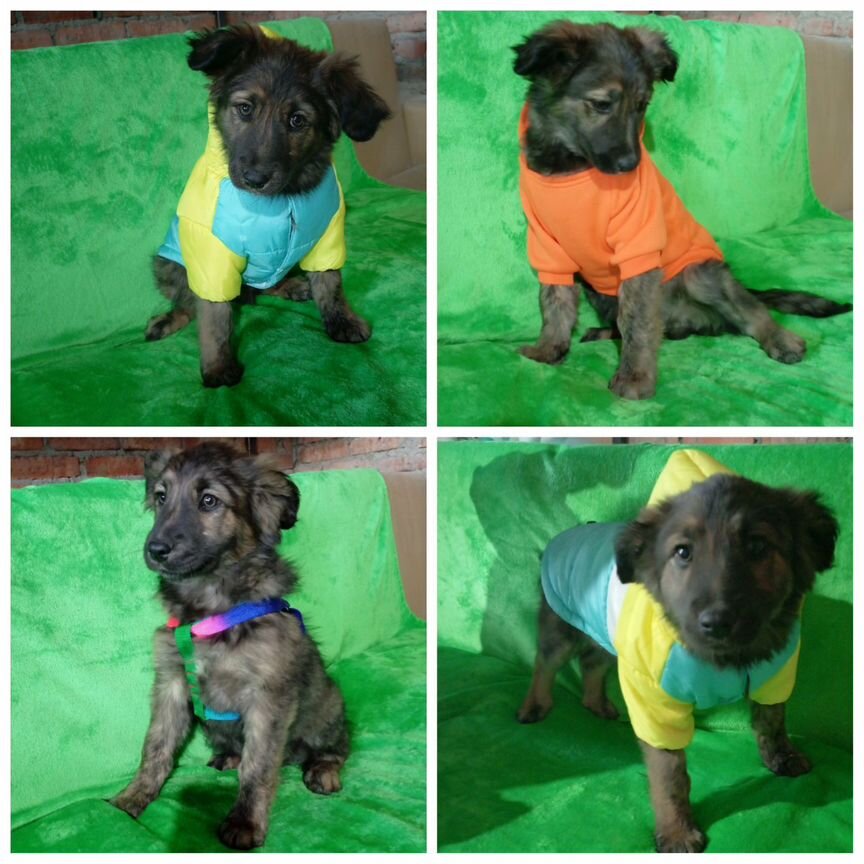 Щенок в добрые руки