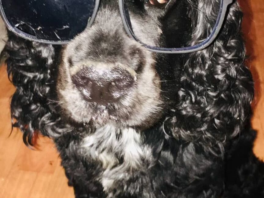 Отдам в надёжные, добрые руки