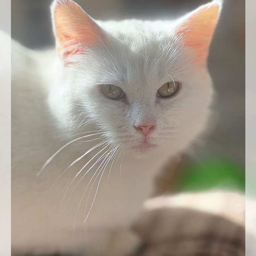 Турецкая ангора, взрослый кот