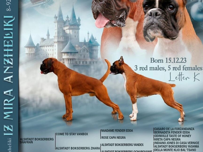 Щенки немецкого боксера